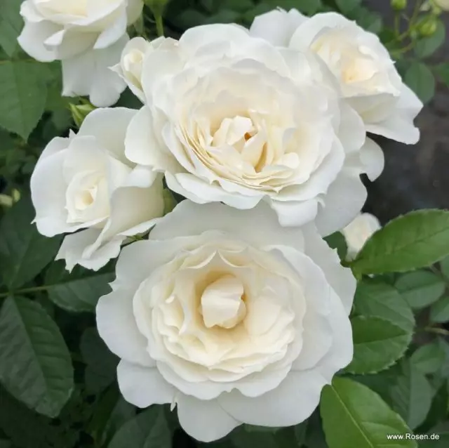 Variététies New nan Roses 2020