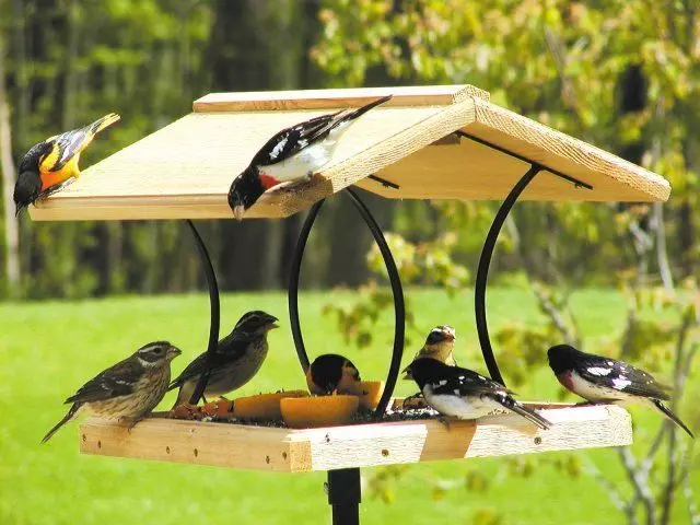 Bird Feeders.