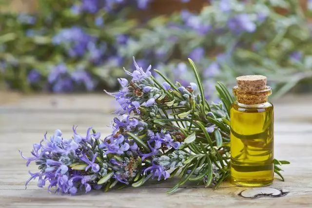 Rosemary Oil.