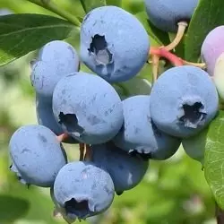 11 Labing Maayo nga Blueberry nga Mga klase alang sa Moscow Region (nga adunay mga litrato ug paghulagway)