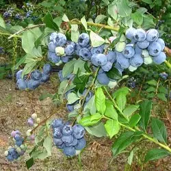 Blueberry itandukanye norland