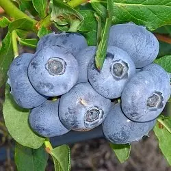 Patriot Blueberry-variëteit