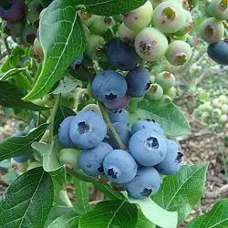 Northble Blueberry-variëteit