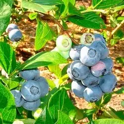 Dewuk Blueberry-variëteit