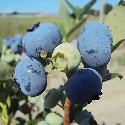 Variedade de bônus de mirtilo