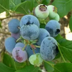 ಬ್ಲೂಬೆರ್ರಿ ವೆರೈಟಿ ಸ್ಪಾರ್ಟಾನ್