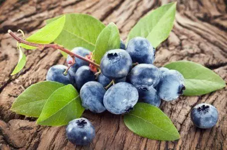 Blueberry - Rahasia badarat sareng perawatan anu ditangtoskeun 644_11