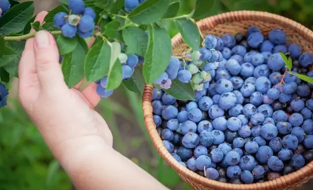 Sulundon nga Blueberry - Mga Sekreto sa Tukma nga Pag-landing ug Pag-atiman 644_7