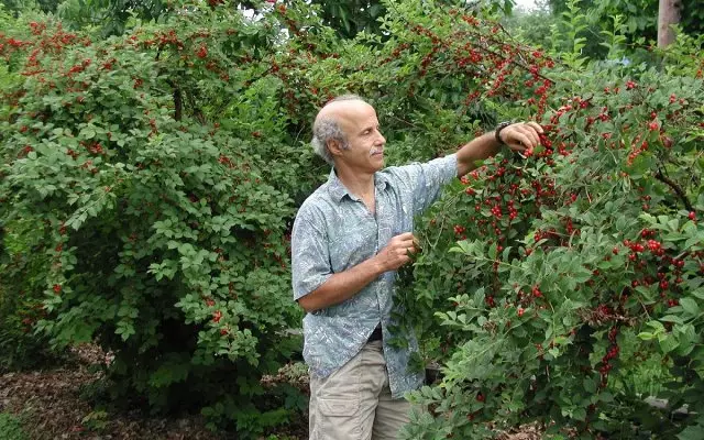 Unganidzo yeakanzwa Cherry