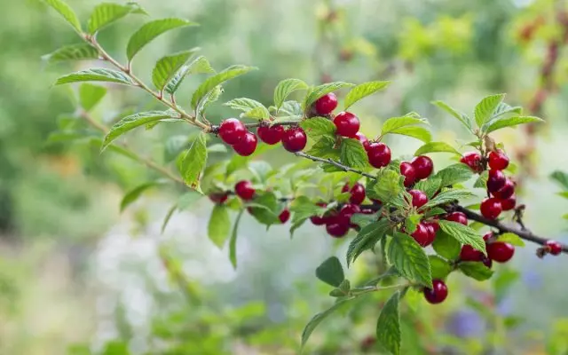 Nakokiyên Cherry Felt