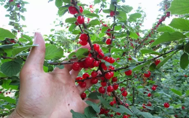 ផ្លែឈើមានអារម្មណ៍ថា cherry