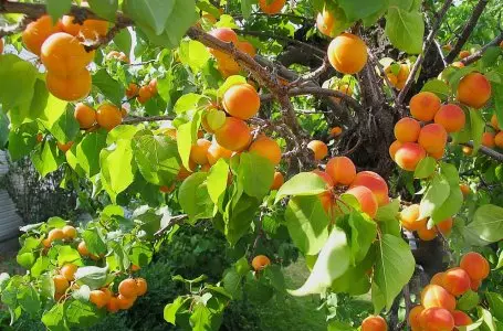 9 pemë frutash dicky dhe shkurre për kopshtin tuaj