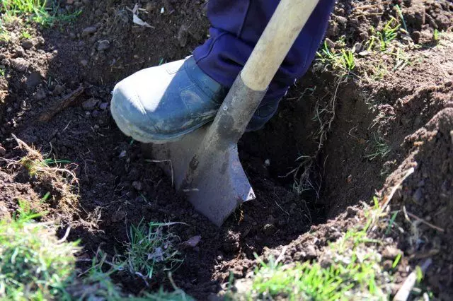 Plantando yama