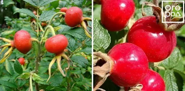 Rosehip Jubilee.