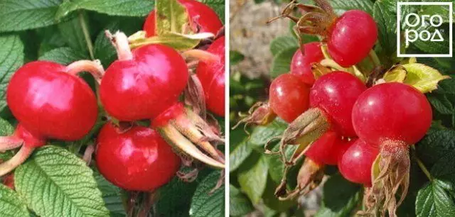 Rosehip Apple.