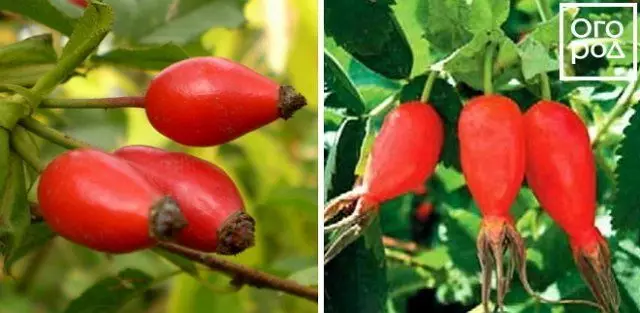 Rosehip Vitamin Vnjivi.