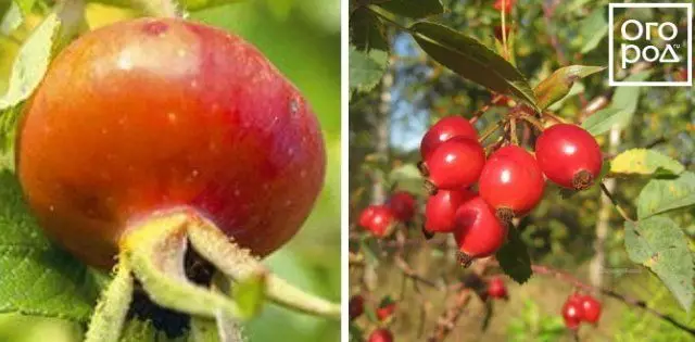 Globe Rosehip.