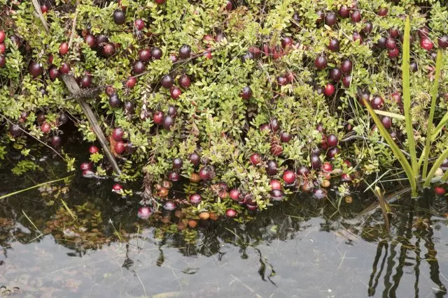 Float cranberry.