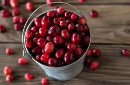 Tumbuh Taman Cranberry pada plot - semua tentang pendaratan dan perawatan 651_19