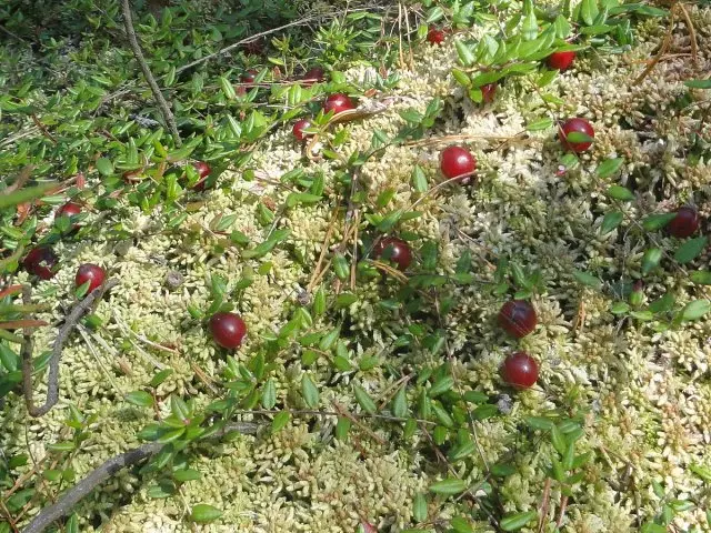 Marĉa Cranberry