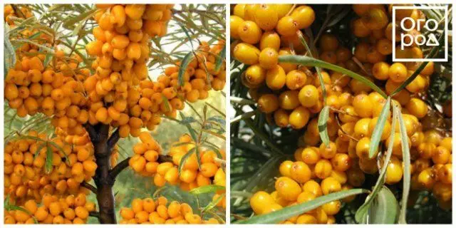 Chuiska sea buckthorn