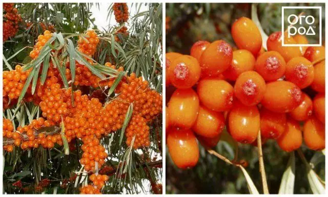 Sea buckthorn Poker hybrid