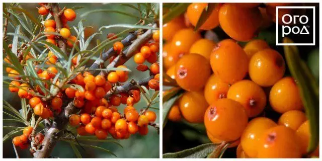 Sea buckthorn Gift Garden