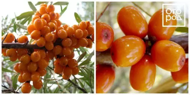 Uitstekende Sea Buckthorn