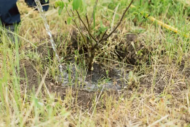 Water րամեկուսացում ընկույզ