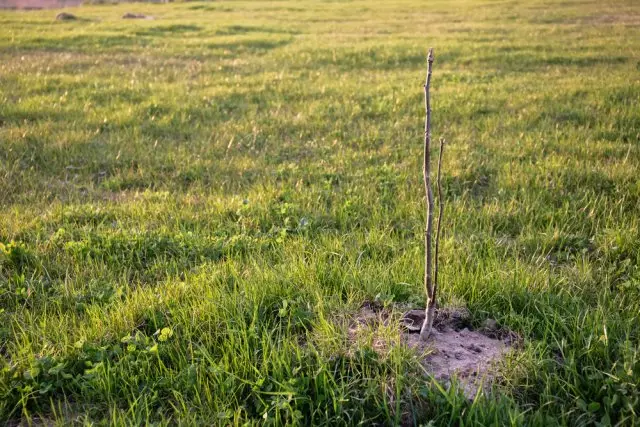 Seedling walnut.