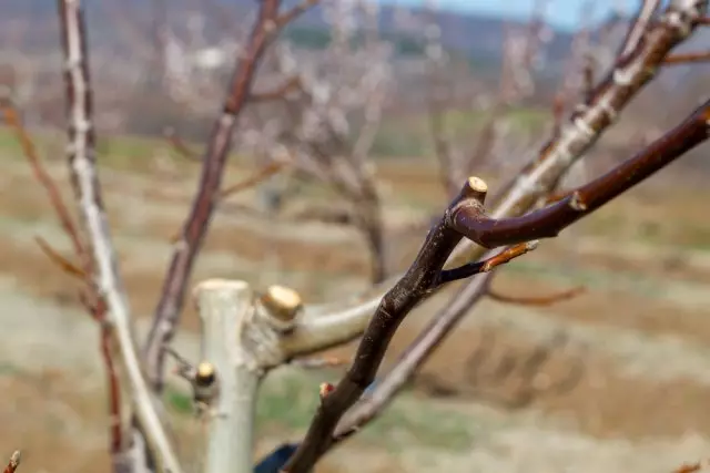 Նրբել ընկույզը