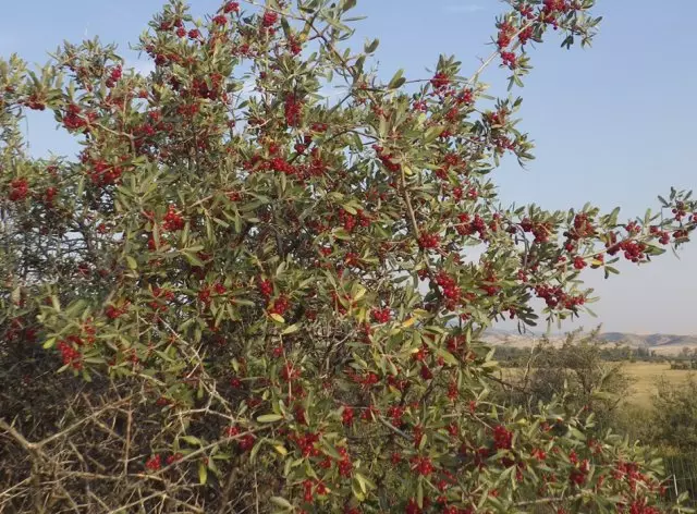 الإدارة المالية