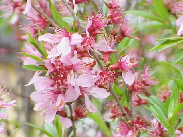 Almond decorative shrub