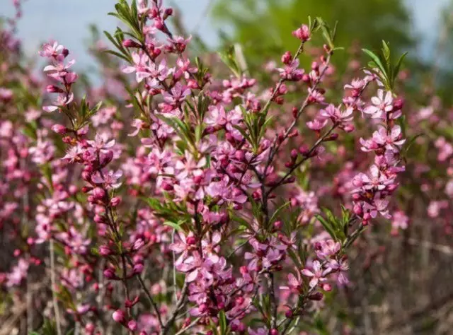 almond decorative landing care cultivation