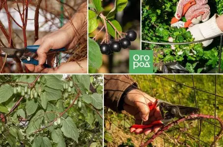 Arony Pruning: শর্তাবলী এবং নিয়ম 660_3