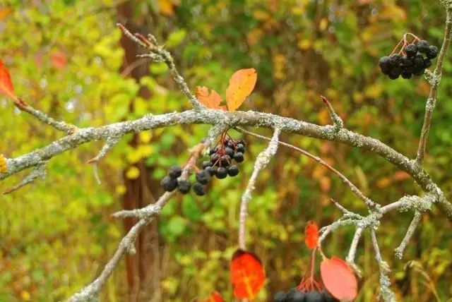 அரோனி நோயுற்ற கிளை