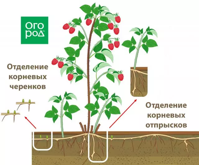 Facila maniero reprodukti perennajn radikajn tranĉojn