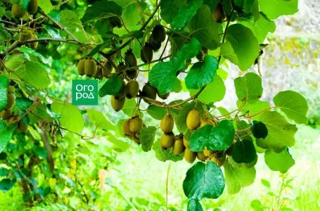 Pruning Aktinidia: პირობები, წესები და ვიდეო ინსტრუქციები 662_1