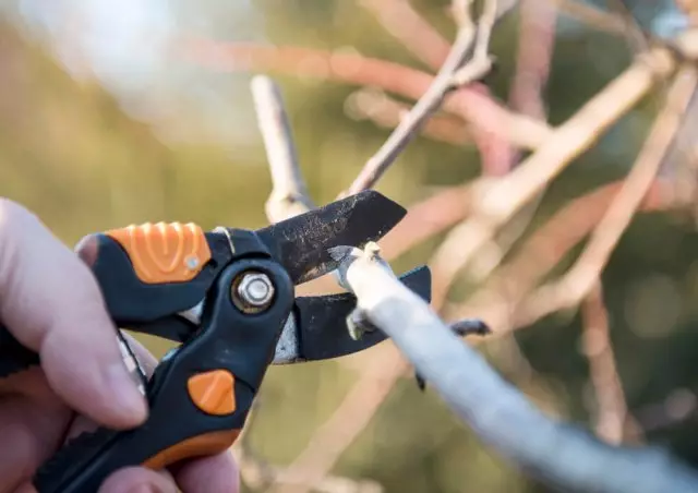 Actinidia pruning- ի տեսակները