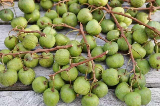 Ակտինդիա Pruning կանոններ