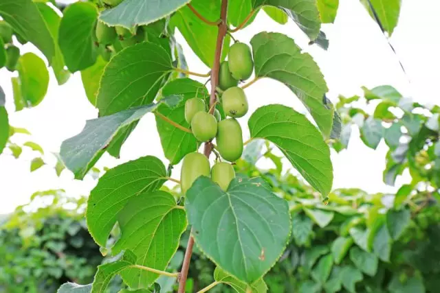 Aforrar a actinidia con froitas