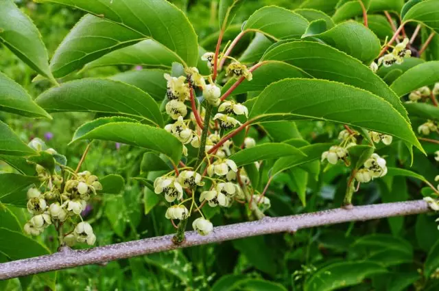 Flowering- ը նկարահանում է Actinia- ն