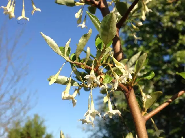 Maruva anokanda multicellular