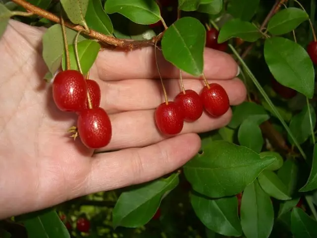 Vitamin Fruit Loch