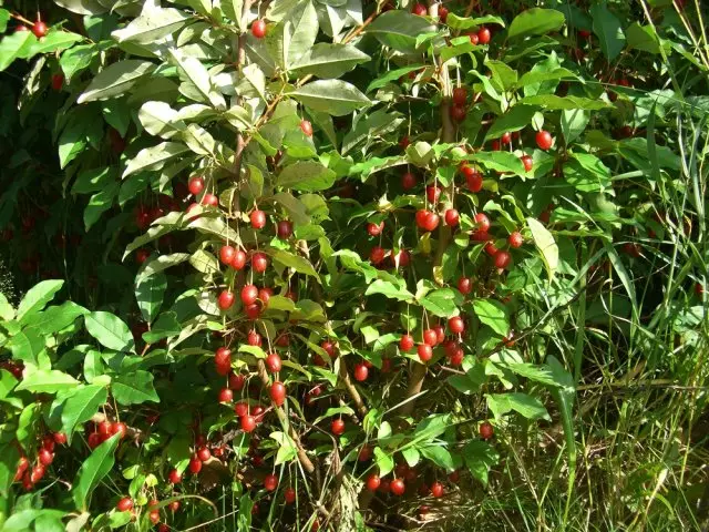 Loha Shrub Tsananguro