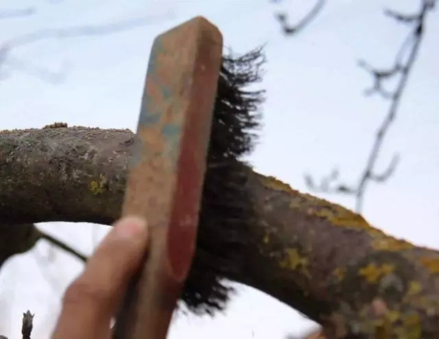 Limpando a árvore de fruta de musgo e lichens