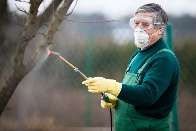 Wat kan de tuin aanhouden van ziekten en plagen van het vroege voorjaar 669_11