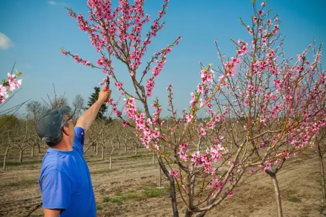 Kusindika peach katika spring dhidi ya magonjwa na wadudu.