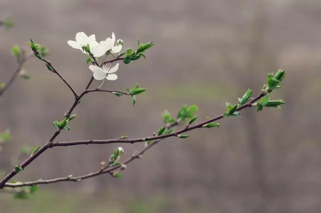 Wat kan de tuin aanhouden van ziekten en plagen van het vroege voorjaar 669_15