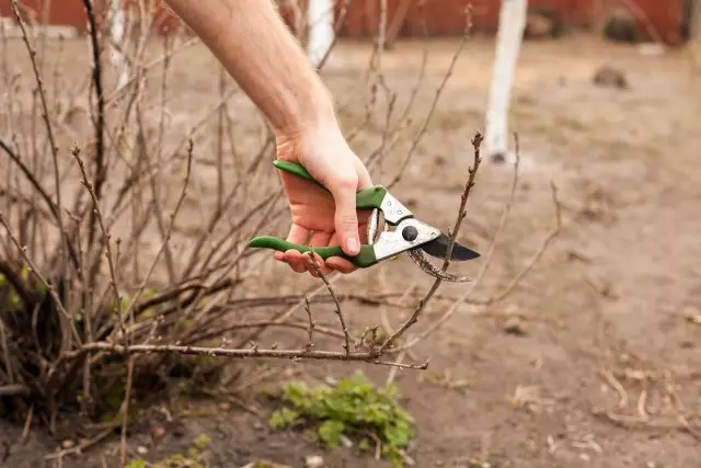 Wat kan de tuin aanhouden van ziekten en plagen van het vroege voorjaar 669_3